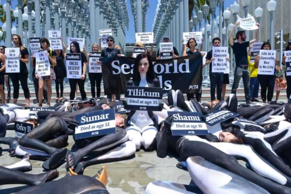 SeaWorld Faces Mounting Legal Battles, Protests, and Public Backlash in ...