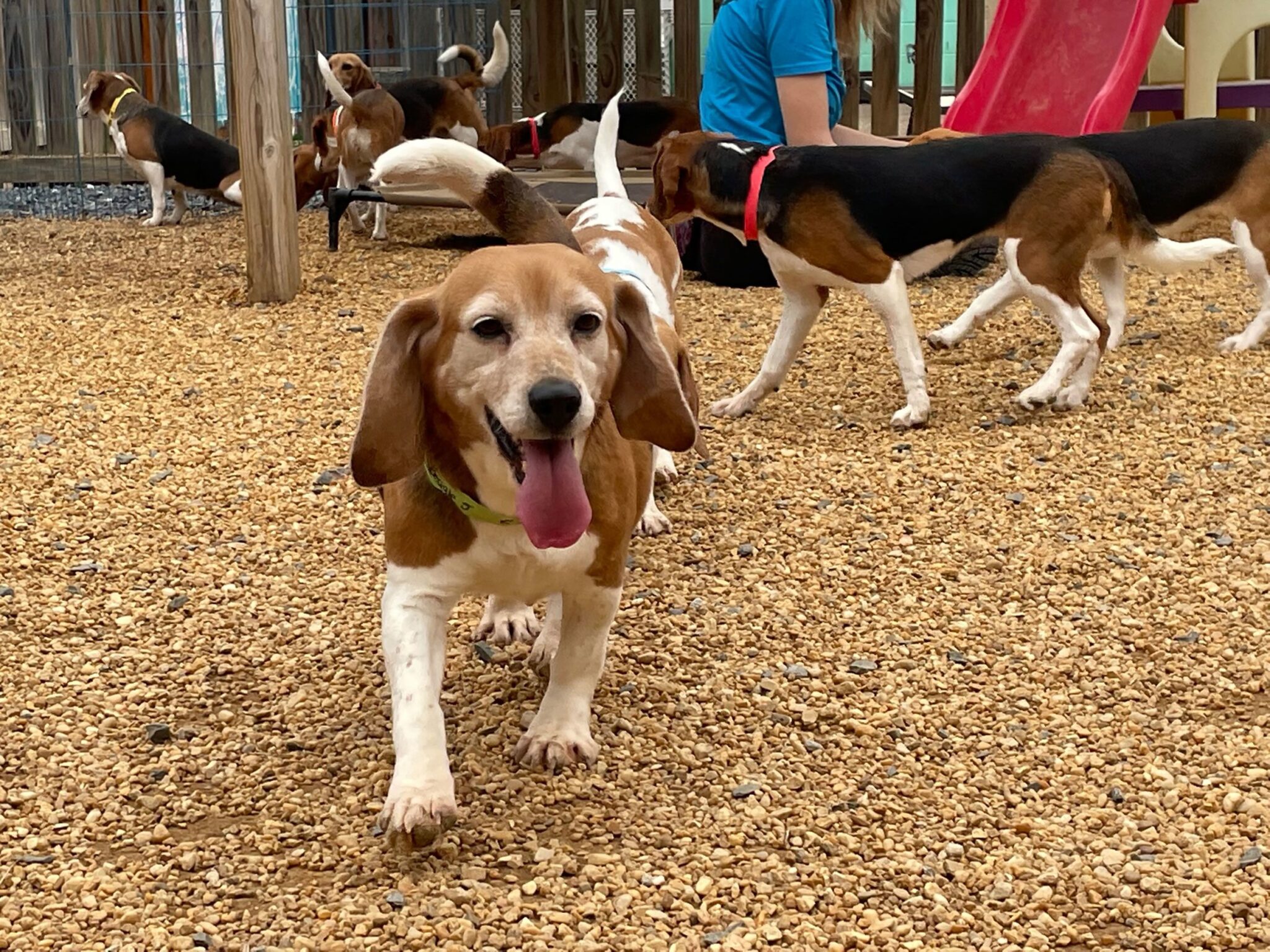 Beagles in Laboratories – How Their Kindness Is Exploited and Why ...